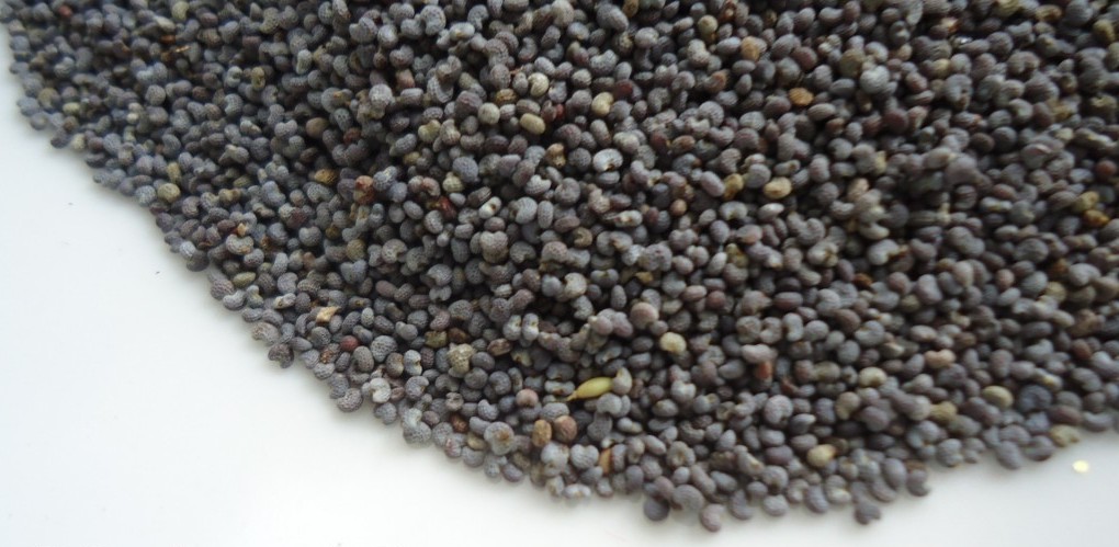 Semi di papavero 1 kg - Faic - a casa tua